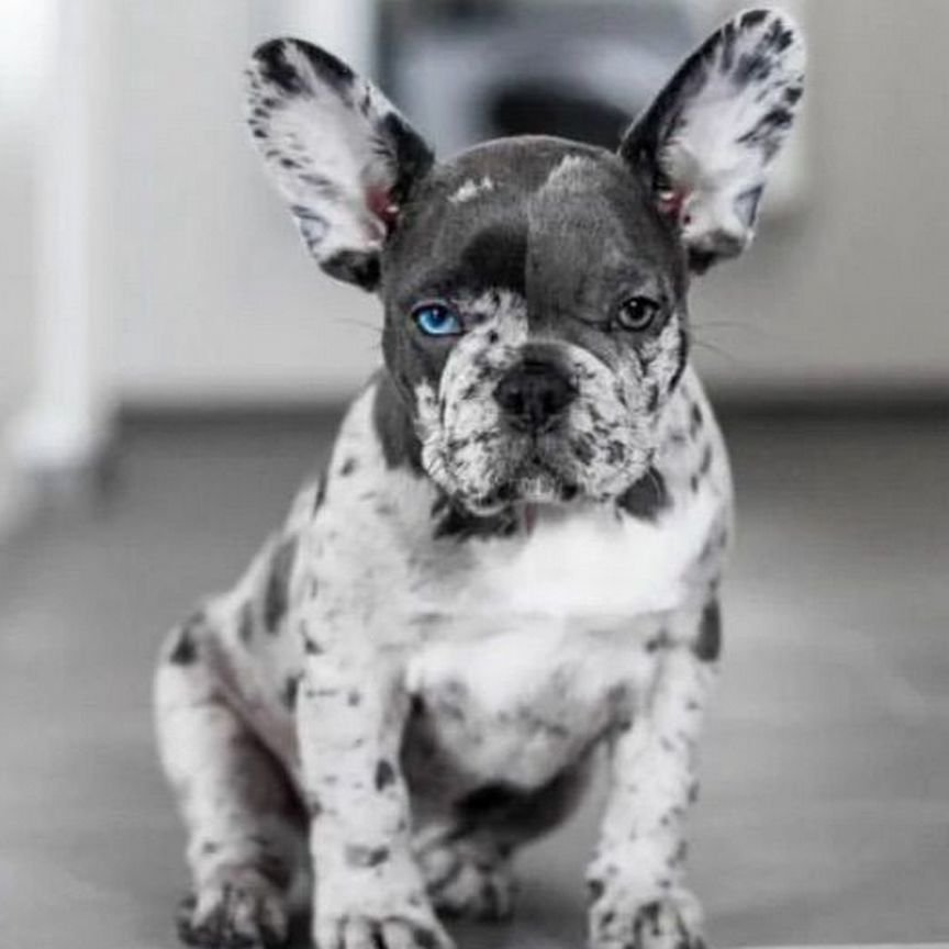 Французский бульдог, щенок