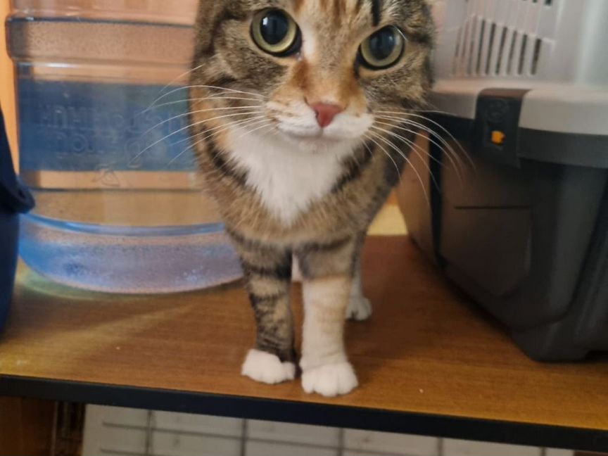 Кошка отказница, с "мягкими лапками "