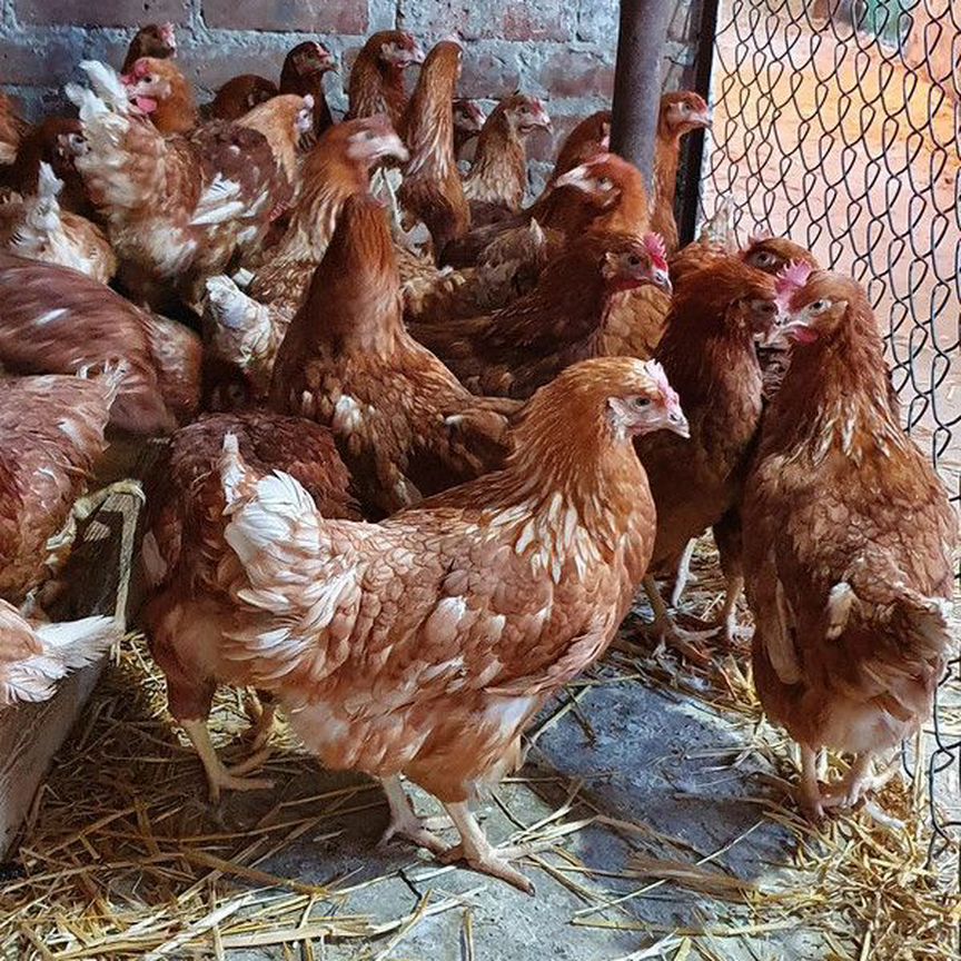 Несушки с доставкой