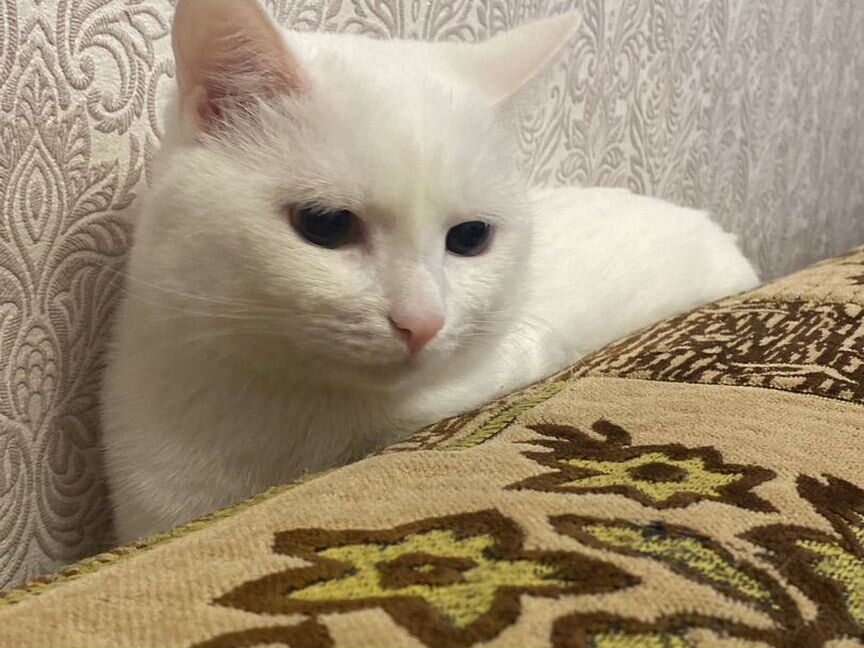 Белый кот
