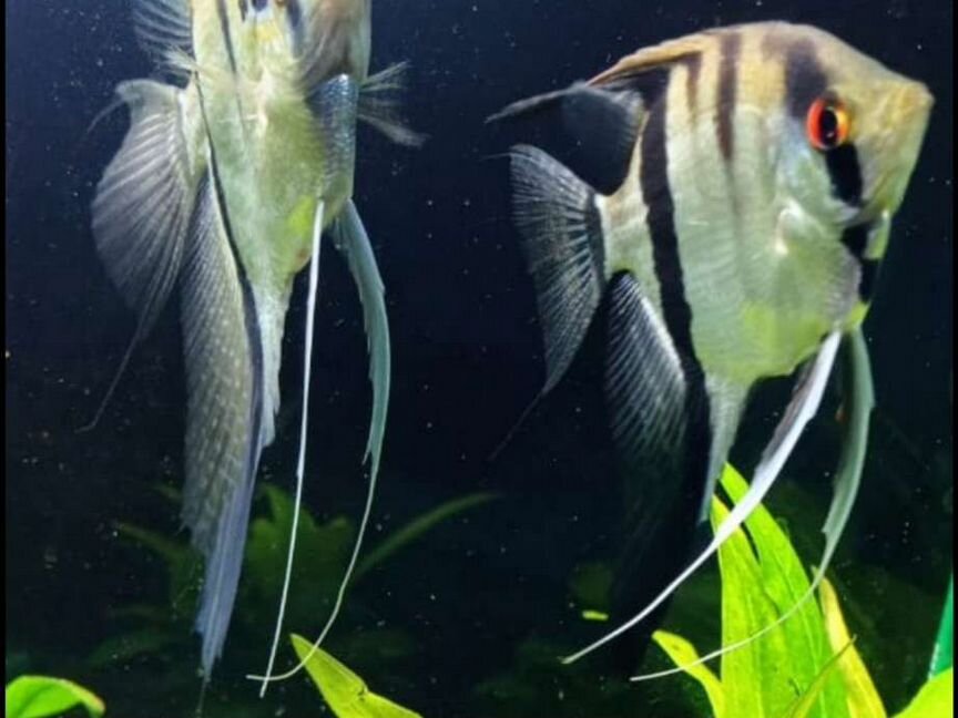 Аквариумы, скалярии пара, пецилия голубая