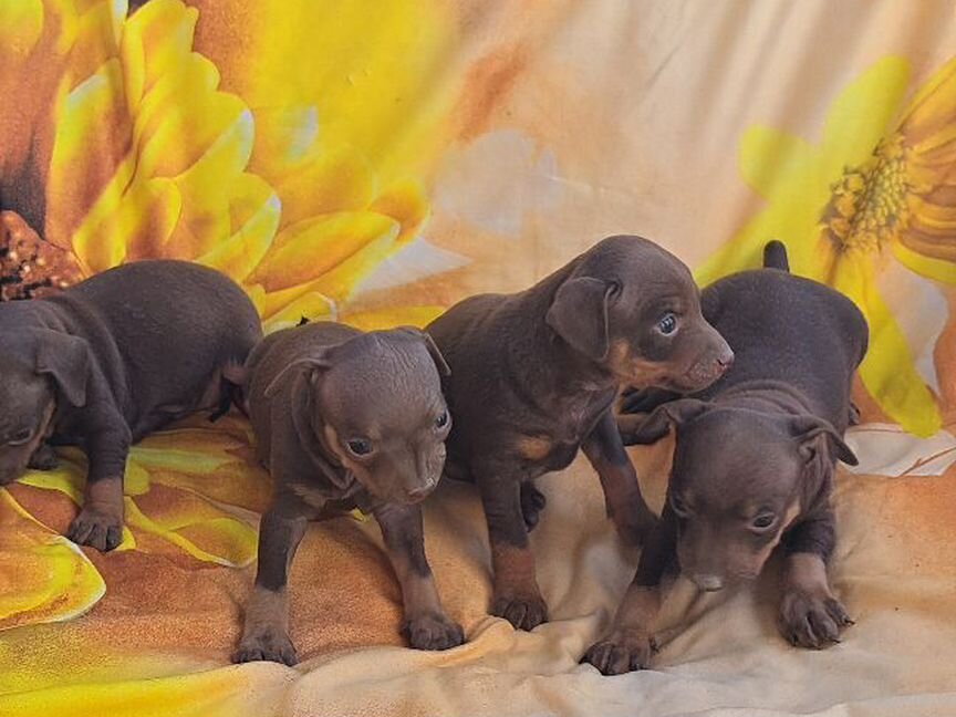 Продаются щенки