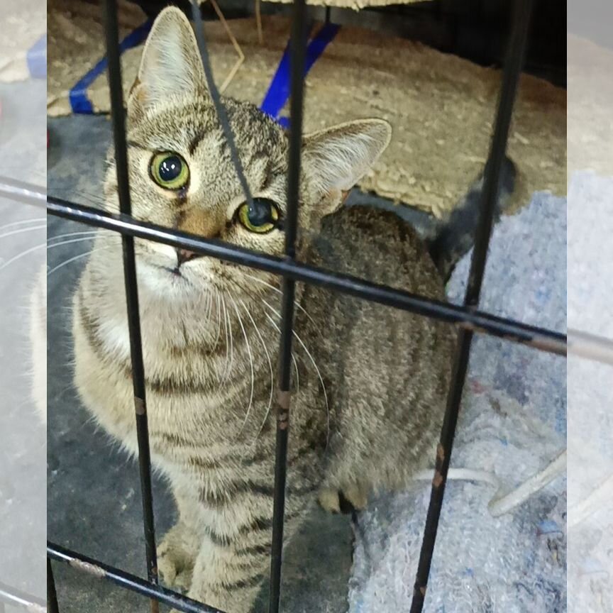 Зеленоглазка ждет маму котенок в дар