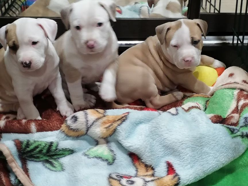 Американский стаффордширский терьер