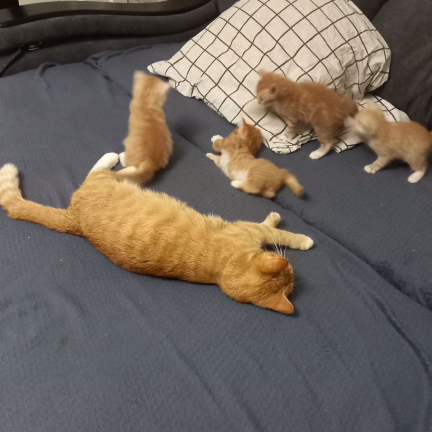 Котёнок в добрые руки