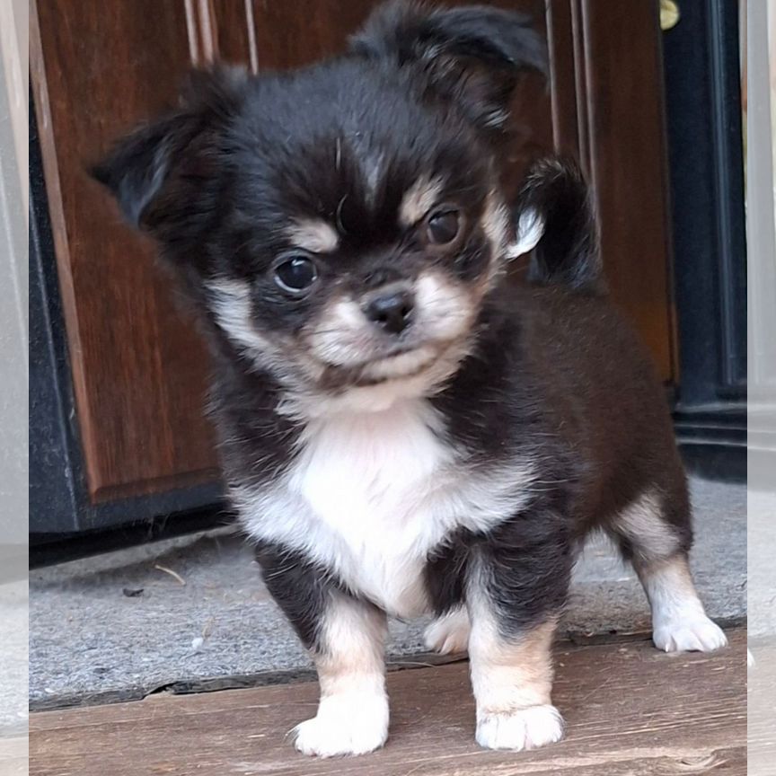 Чихуахуа, щенок