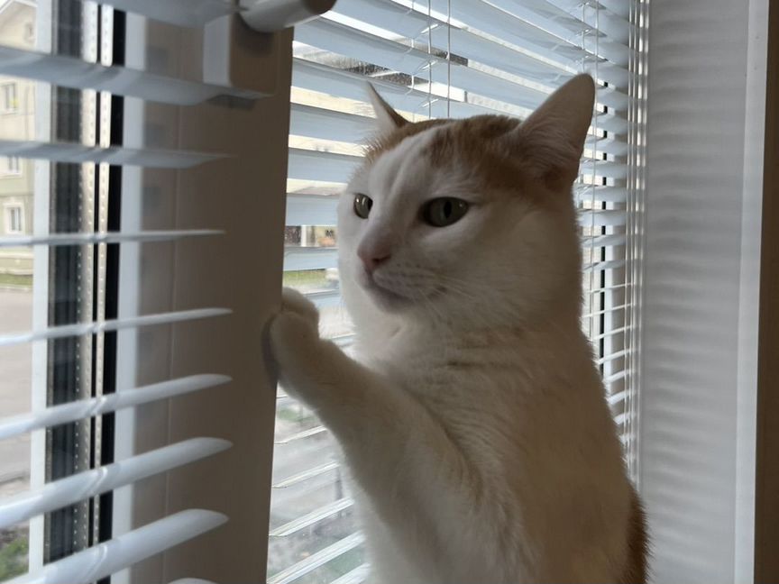 Кошка