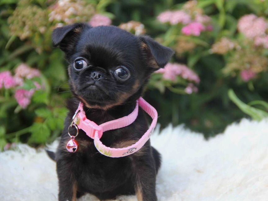 Пти брабансон. Миниатюрная, Куколка