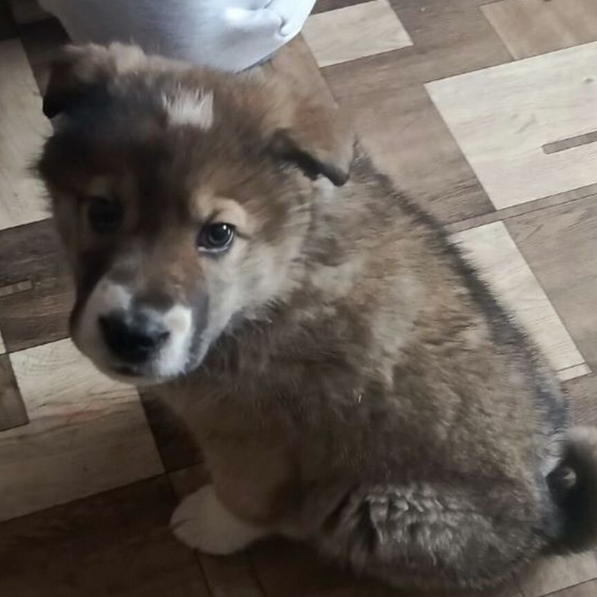 Немецкая овчарка, щенок