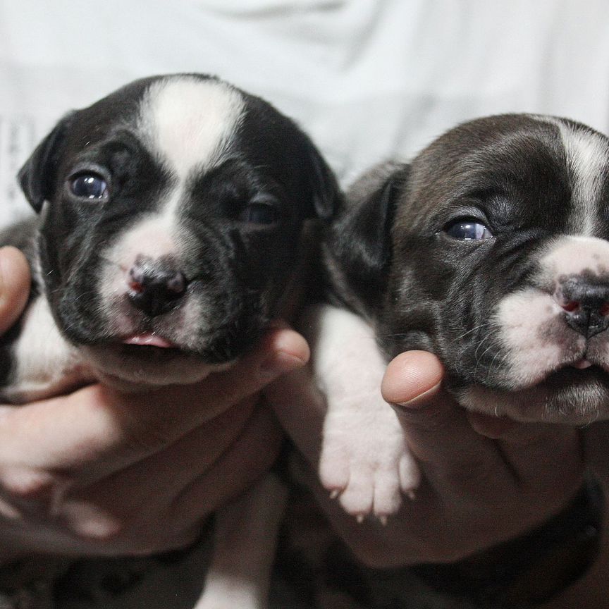 Американский стаффордширский терьер, щенок