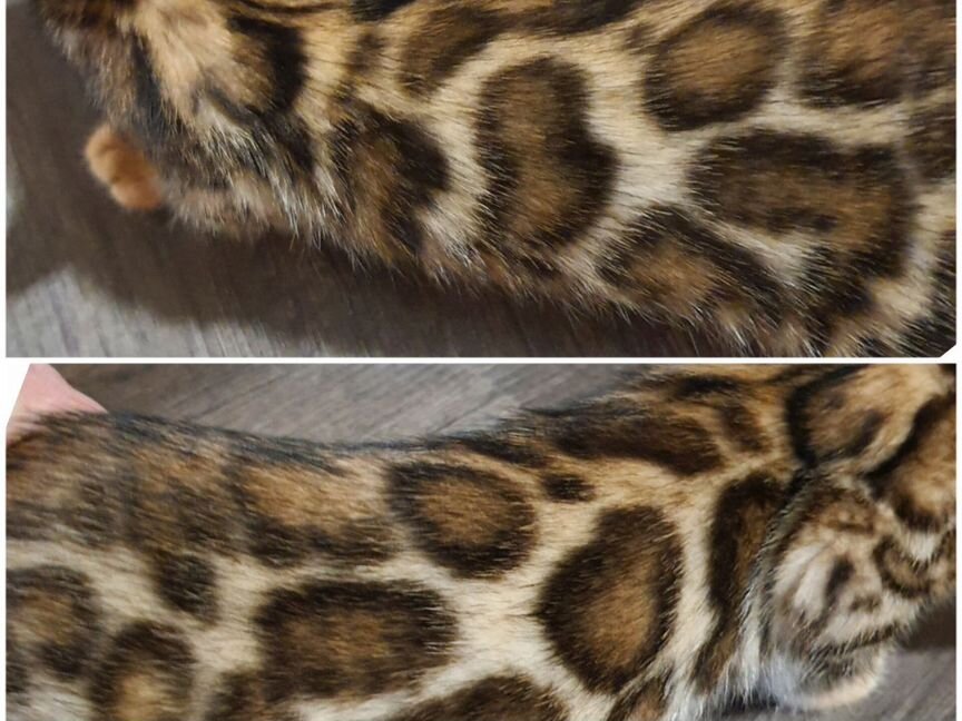 Бенгальские котята