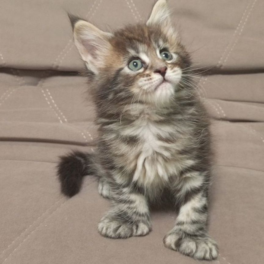 Мейн-кун котёнок