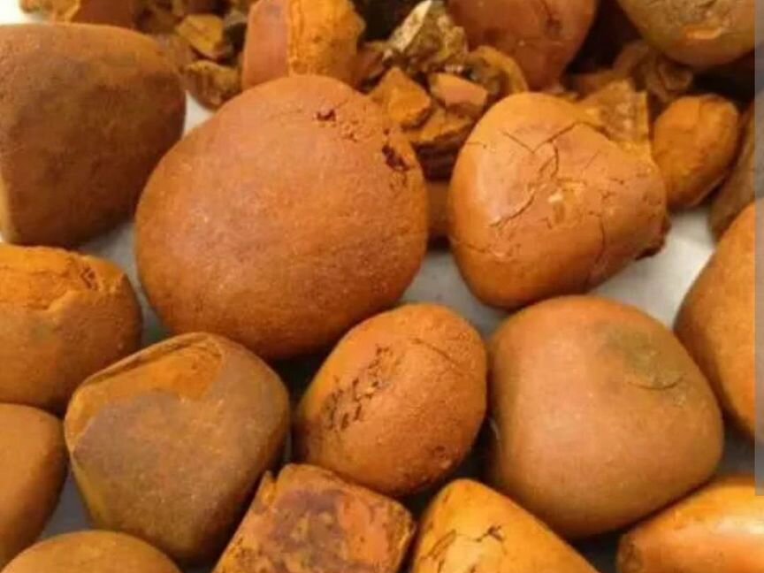 Желчный камень крс
