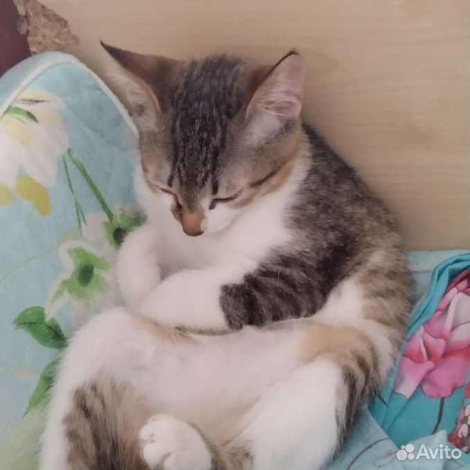 Вечный котёнок