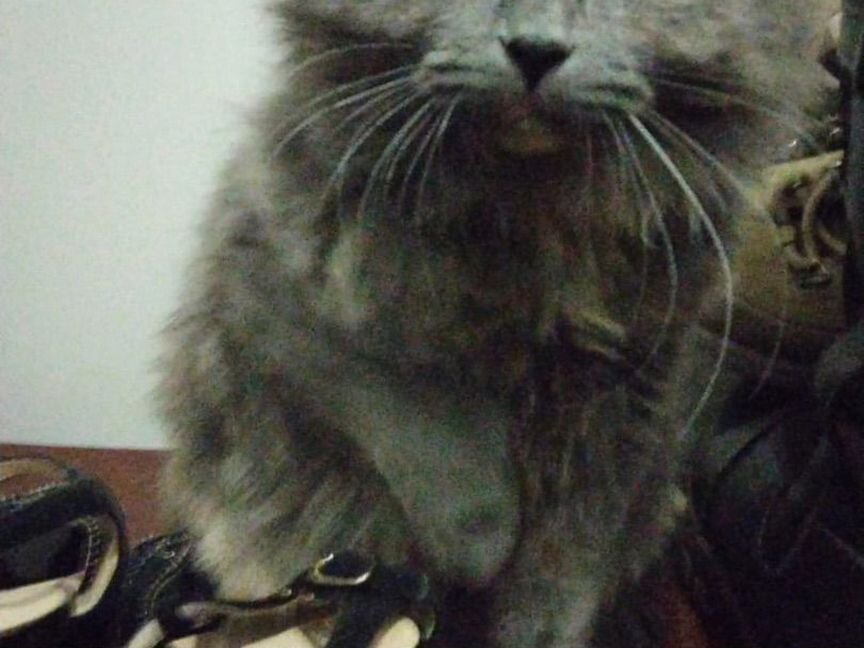Кошка