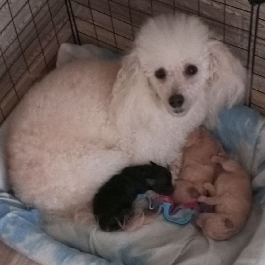 Карликовый пудель, щенок