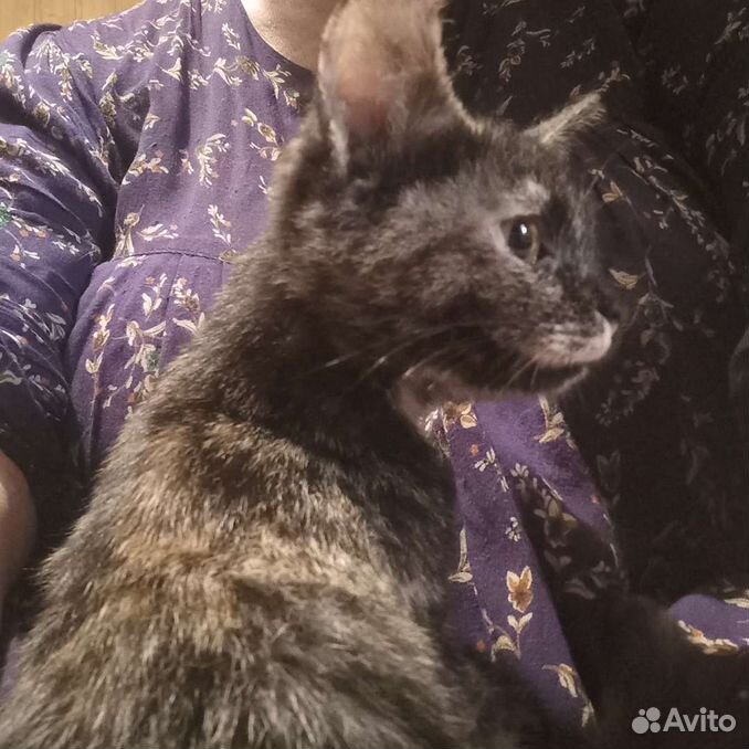Ласковая кошечка мурлыка в добрые рук