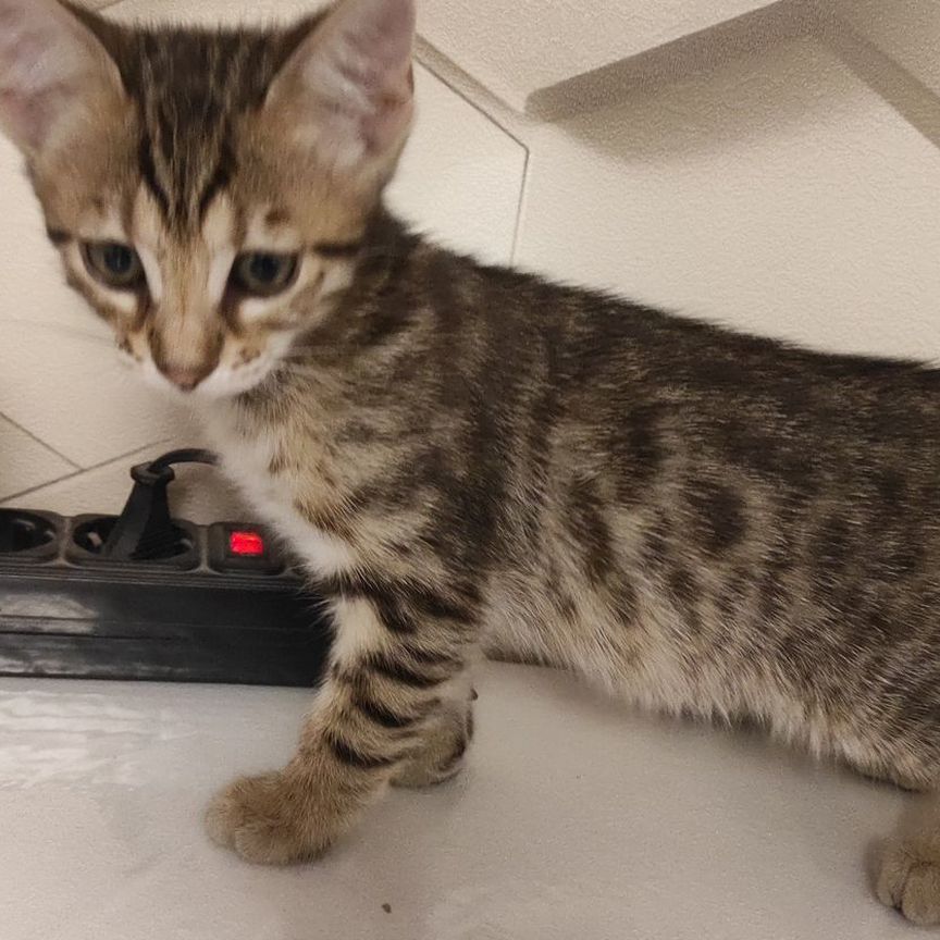 Котёнок в добрые руки