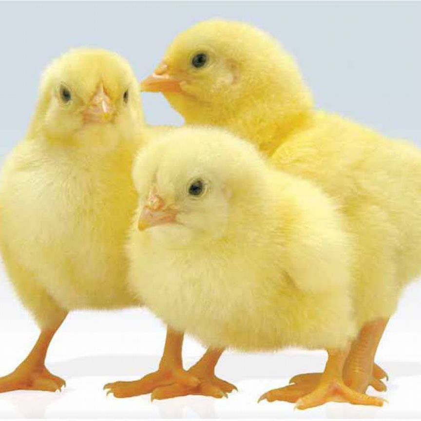 Цыплята бройлеры
