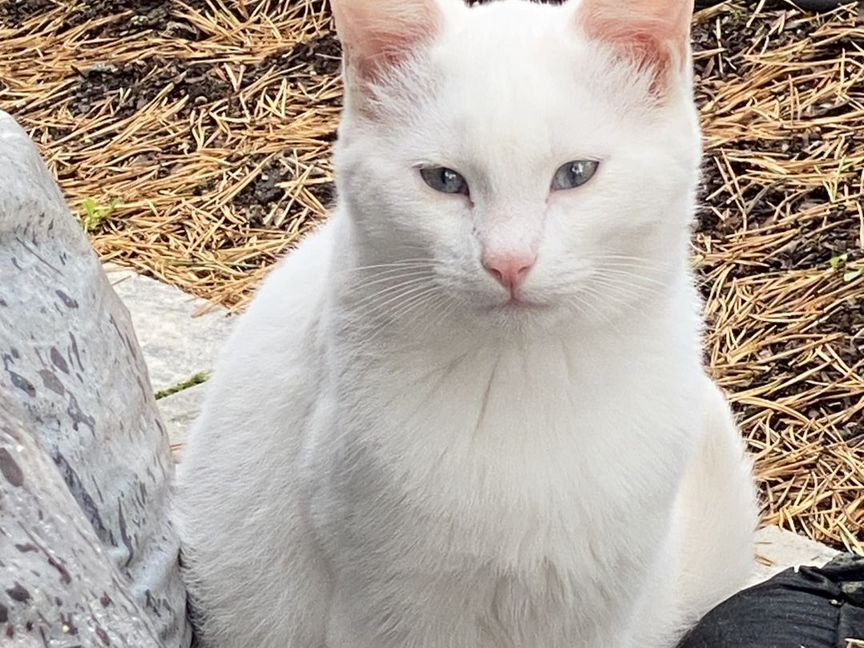 Котенок ищет дом