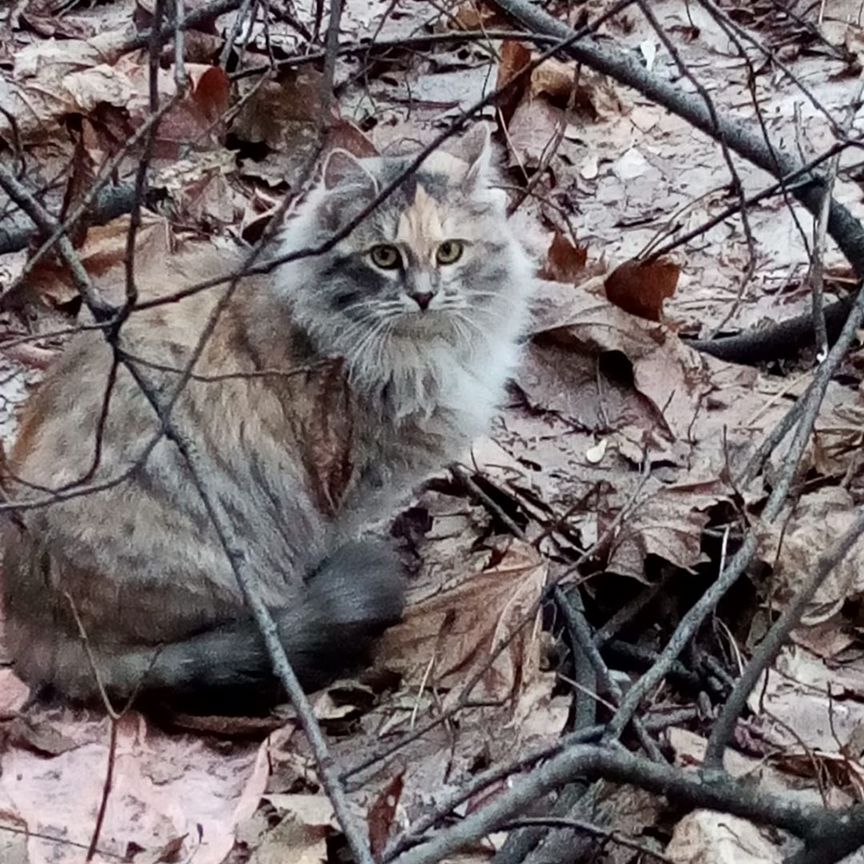 Кошечка Милена