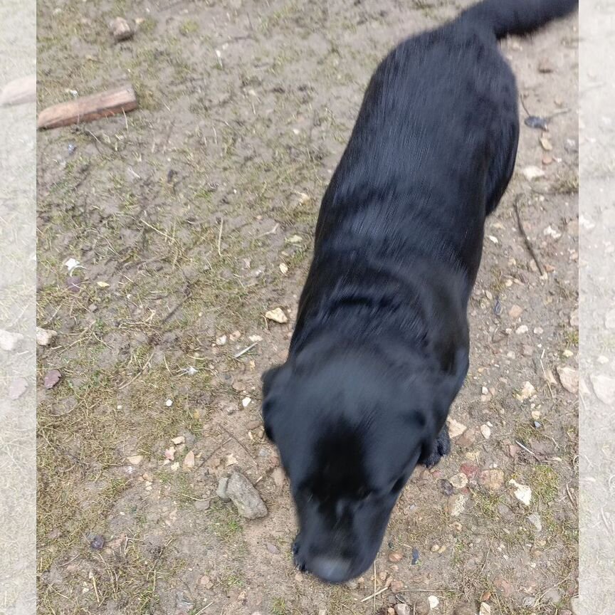 Лабрадор-ретривер, взрослый пёс