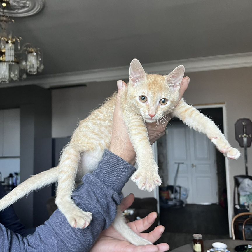 Персиковый котенок ищет дом
