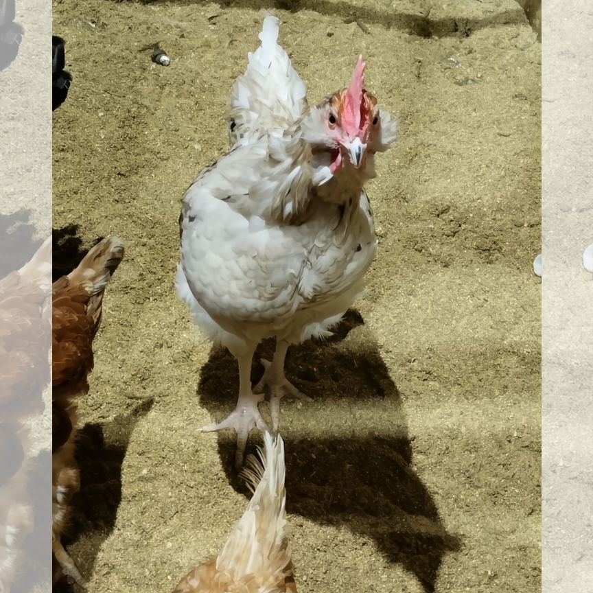 Молодые петухи