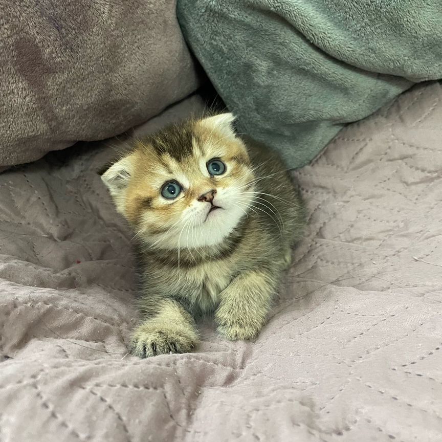 Шотландский вислоухий короткошёрстный котёнок