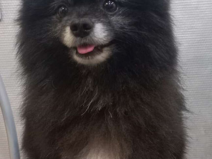 Вязка. Малый немецкий шпиц