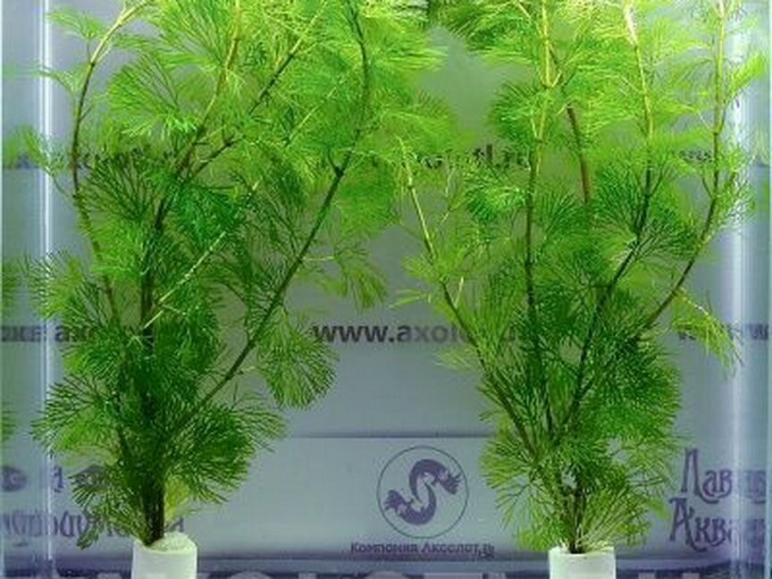 Кабомба Каролинская, с грузом (арт. R-276)