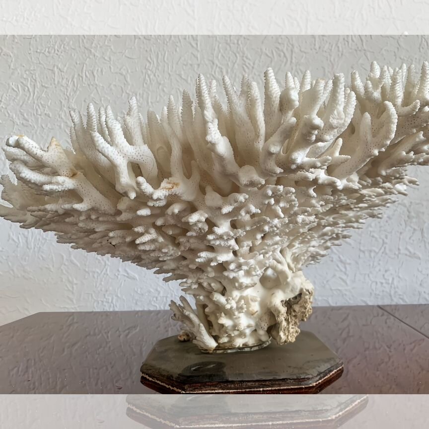 Морские кораллы для аквариума, большая звезда