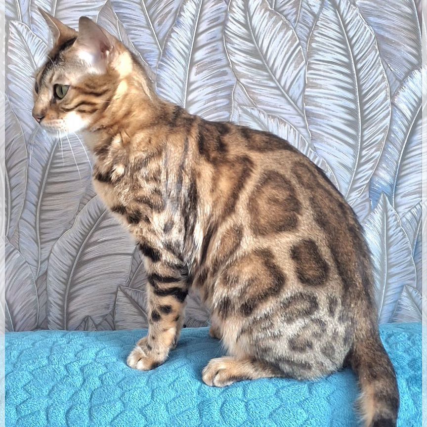 Бенгальская, взрослая кошка