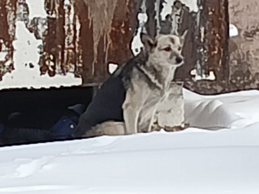 Собака в добрые руки отдам бесплатно