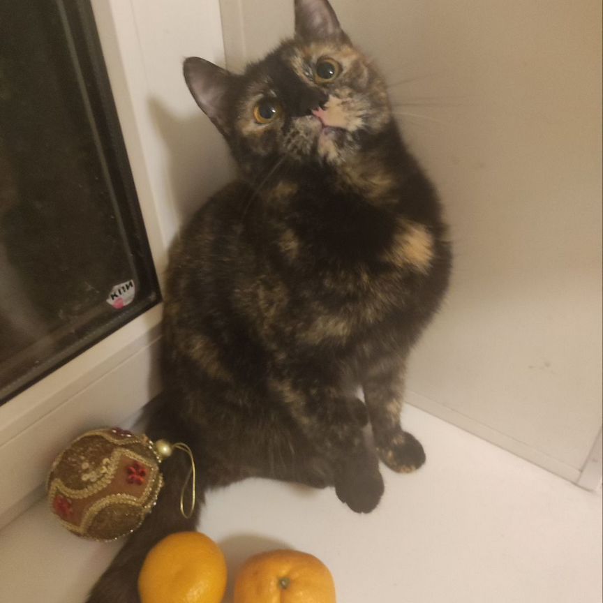 Котенок