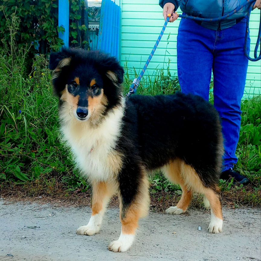 Колли мальчик триколор