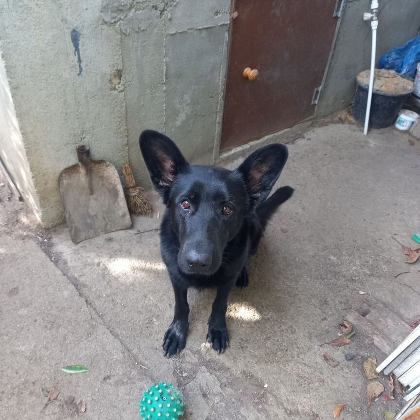 Продажа щенков немецкая овчарка