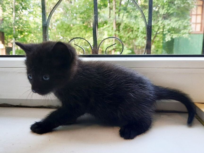 Котёнок Уголёк 1 месяц