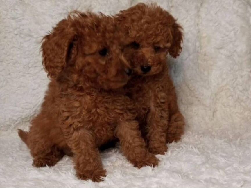 Щенки мини той пуделя