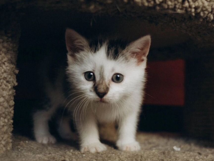 В добрые руки котенок Тося