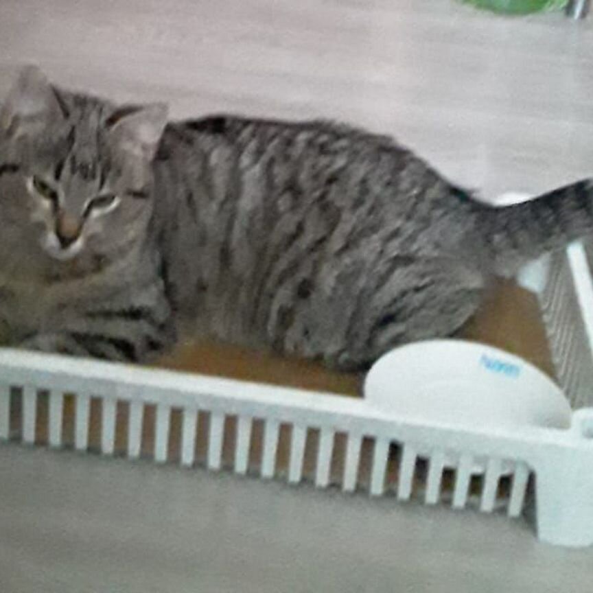 Котята, девочки шпротики в добрые руки