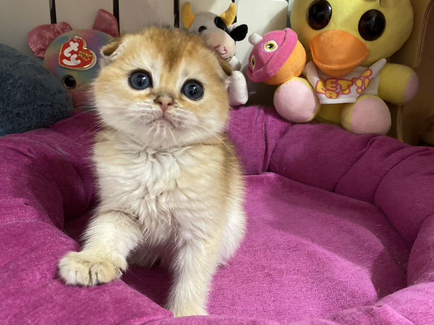 Шотландская вислоухая кошка Мили с документами