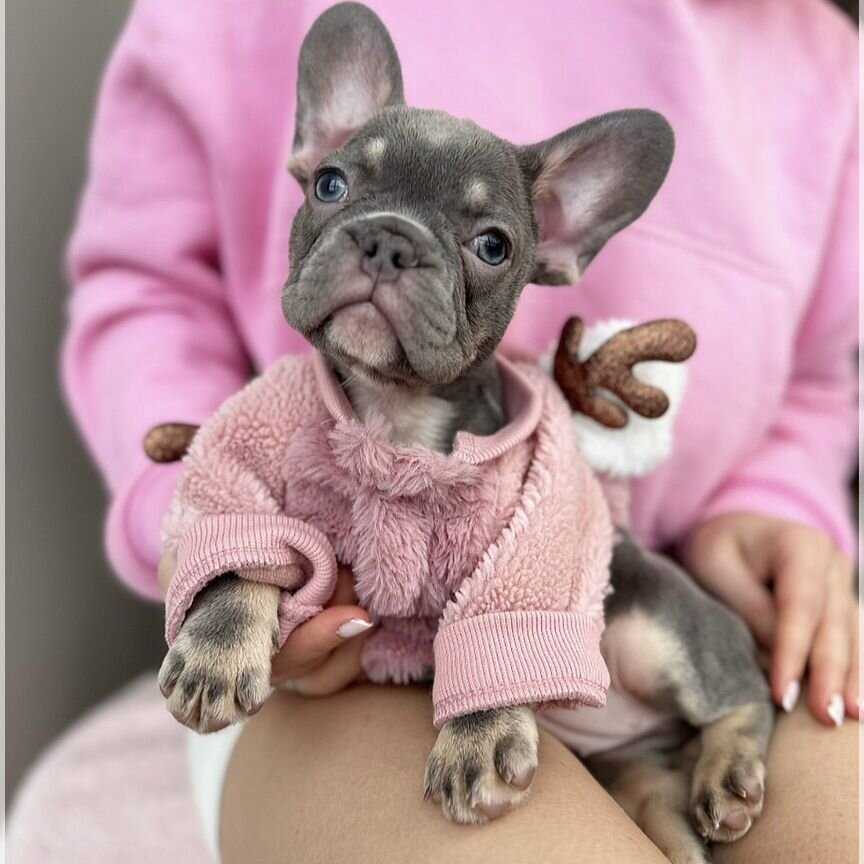 Французский бульдог щенки лиловый тан