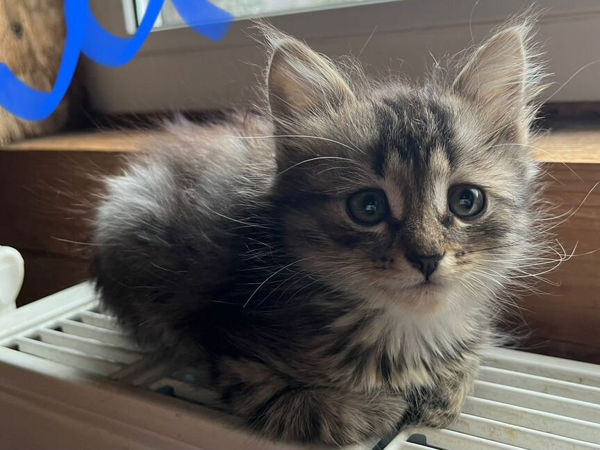 Кошка в дар в придачу дам денег кто пристроит