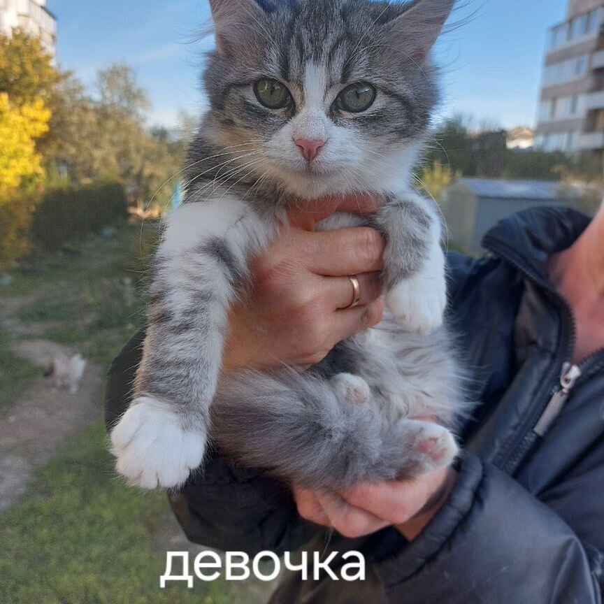 Кошечка 3месяца