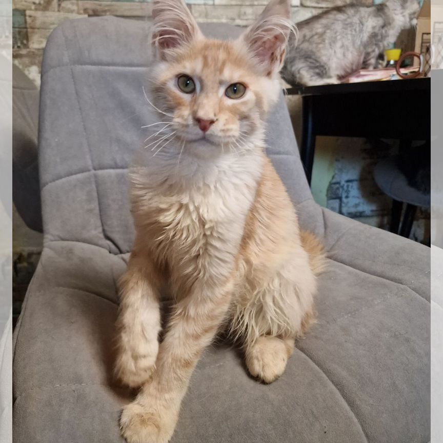 Мейн-кун котёнок