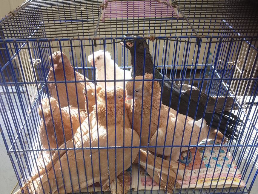 Узбекские бойные