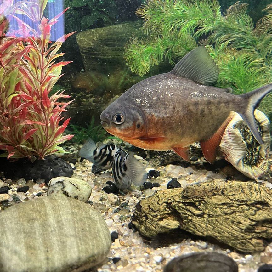 Аквариумные рыбки