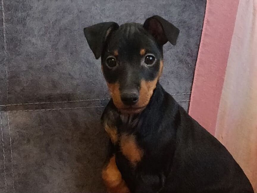 Щенки цвергпинчера