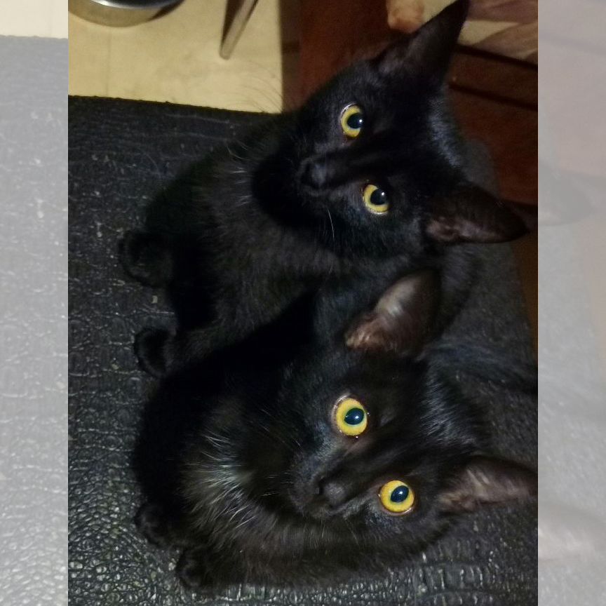 Котята, котики